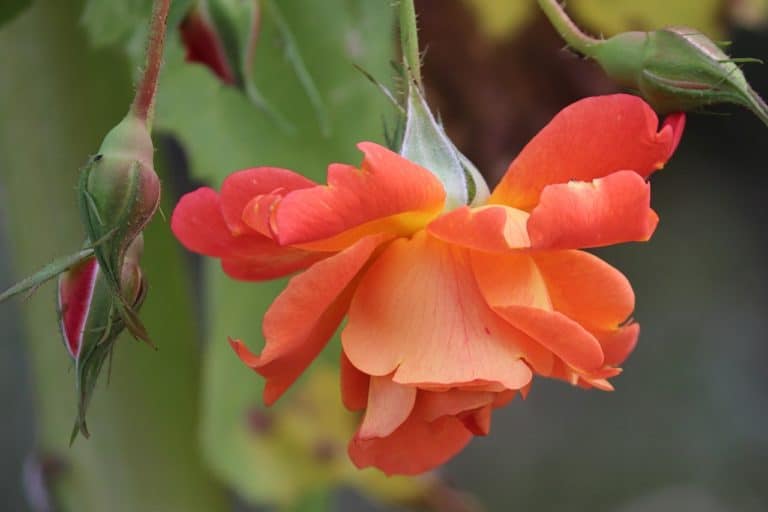 Hanging Roses Upside Down Spiritual Meaning - LifeDev.net
