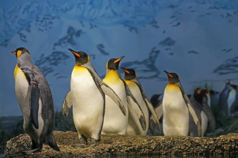 How Fast Can a Penguin Run? - LifeDev.net